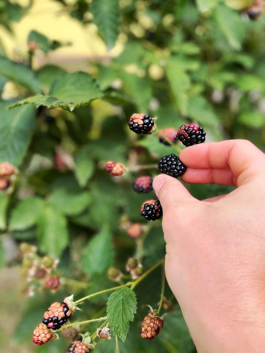 Essbarer Garten / Scheel Gärten | Leben im Grünen